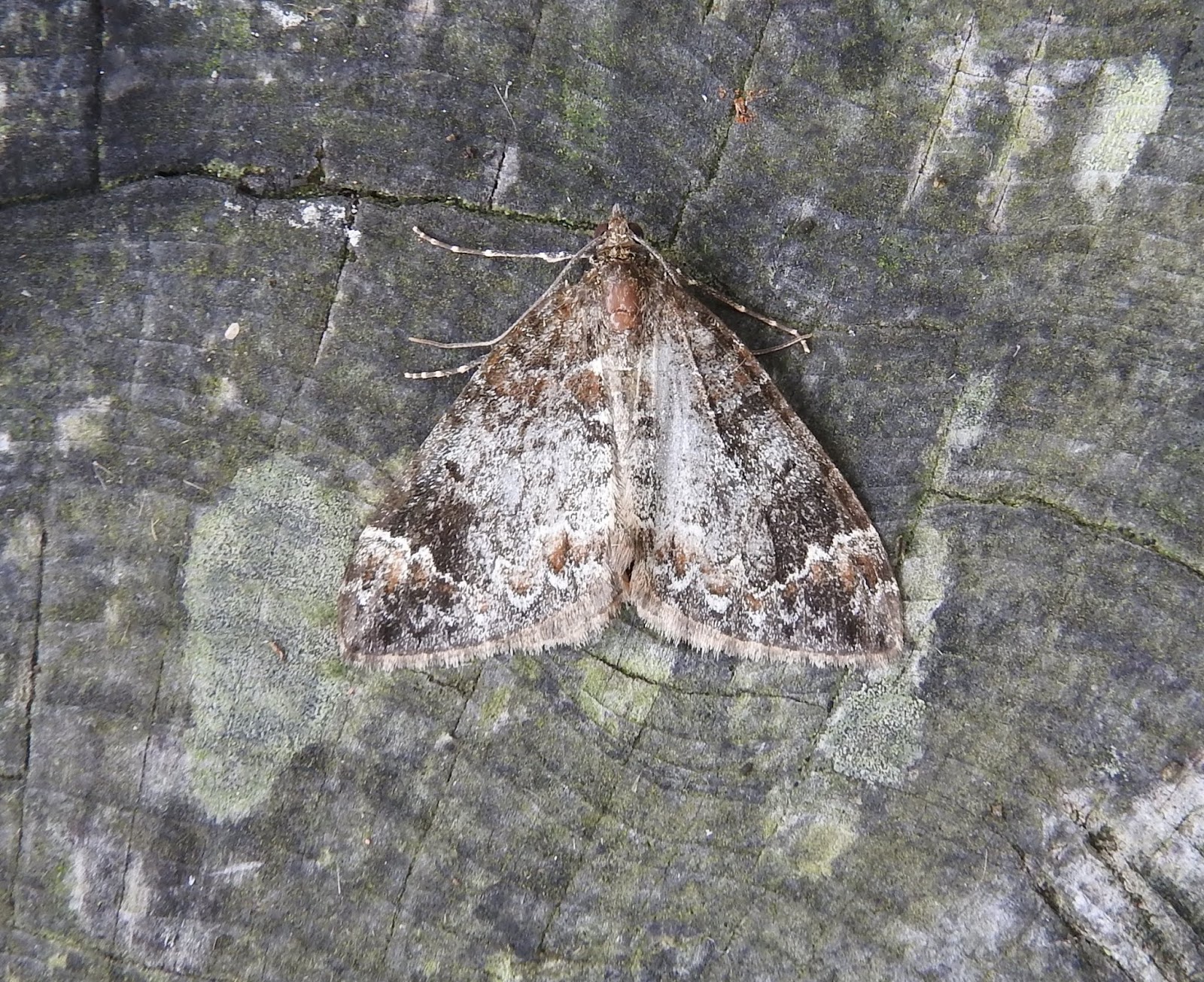 Plovers Blog: Autumn moths