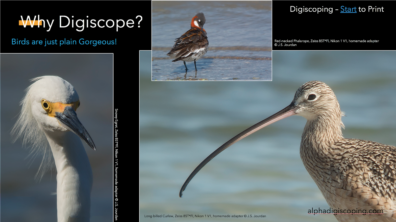Digiscoping School 2020 Now Open! - 30 Aug 2020