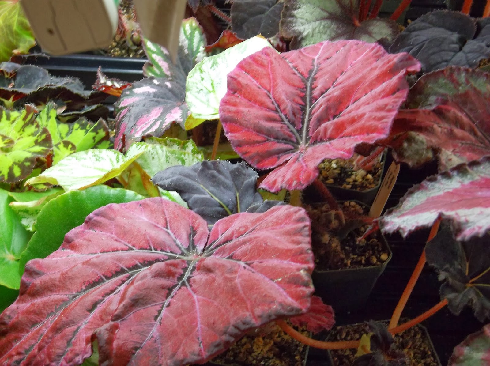 New York State of Mind: THE VIOLET BARN-FLOWERS,FLOWERS AND MORE FLOWERS