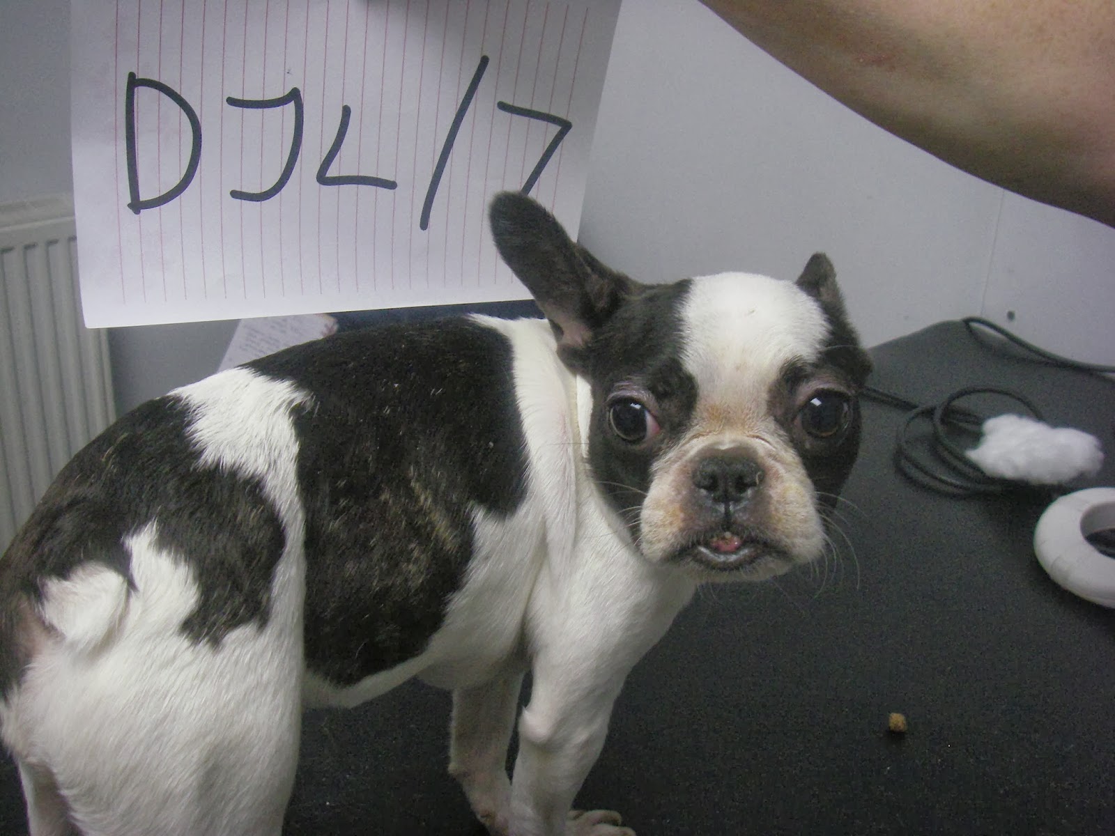 Pedigree Dogs Exposed - The Blog: Frenchie cruelty case - the full picture