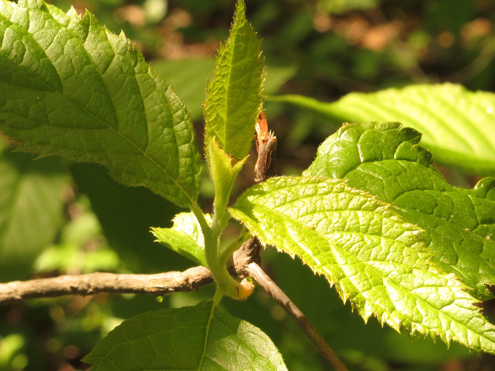 A Year With the Trees: April 29 - Mountain Sweet Pepperbush - Clethra ...
