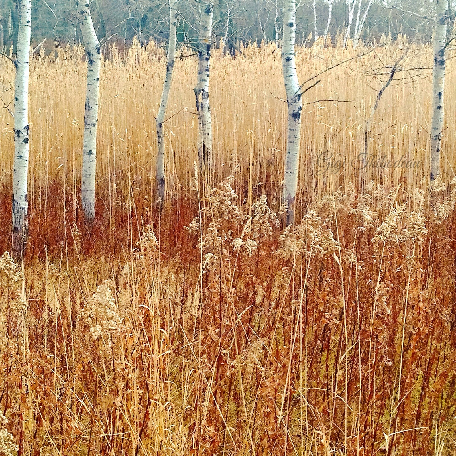 The Magpie's Fancy: Five on Five