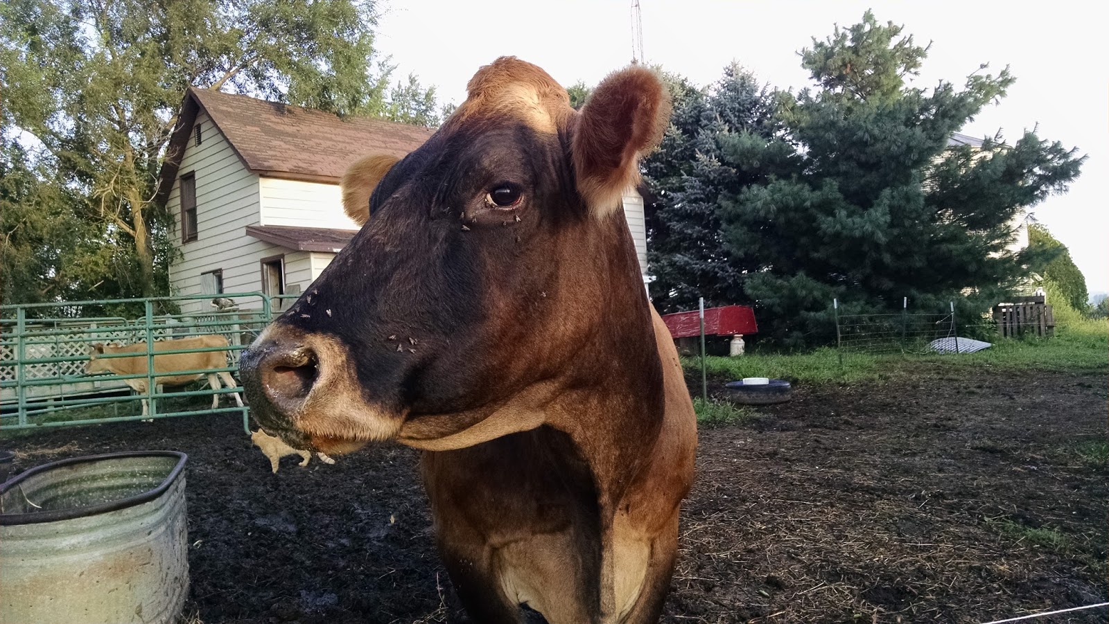The Poor Farm: Kissing the Cows Goodbye