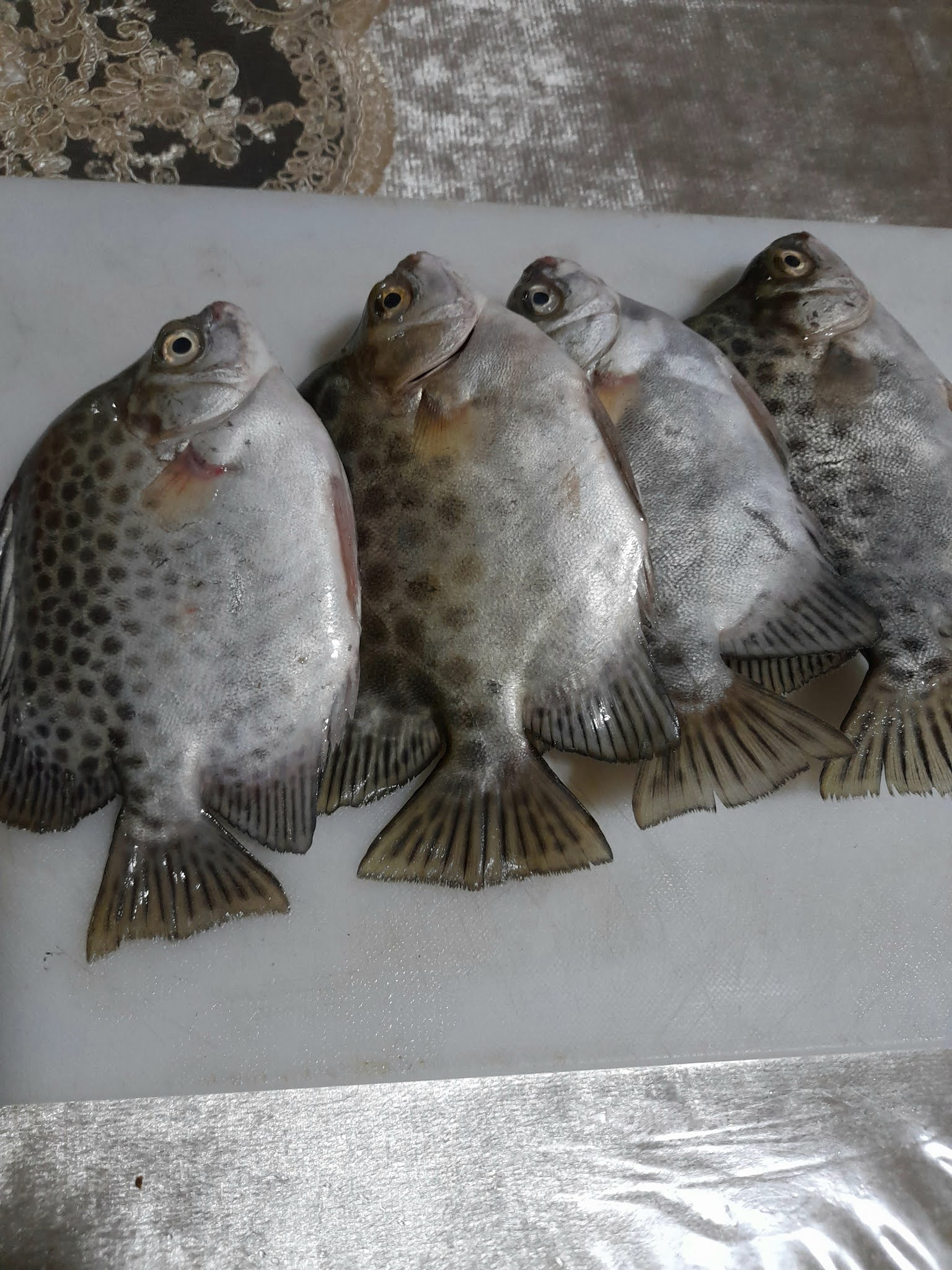 Ikan Kitang | Detik Detik Indah Dalam Hidupku