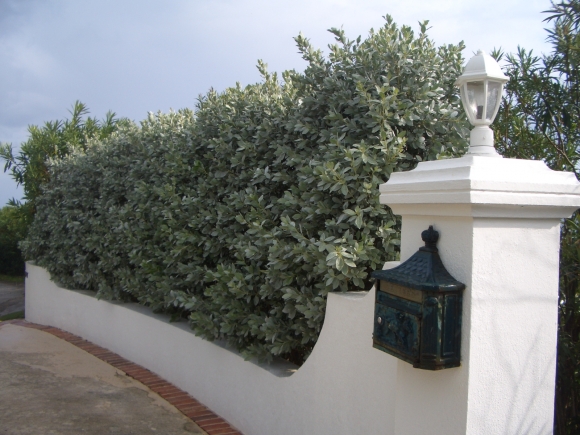 Gardening South Florida Style: South Florida Hedge Plants v.I