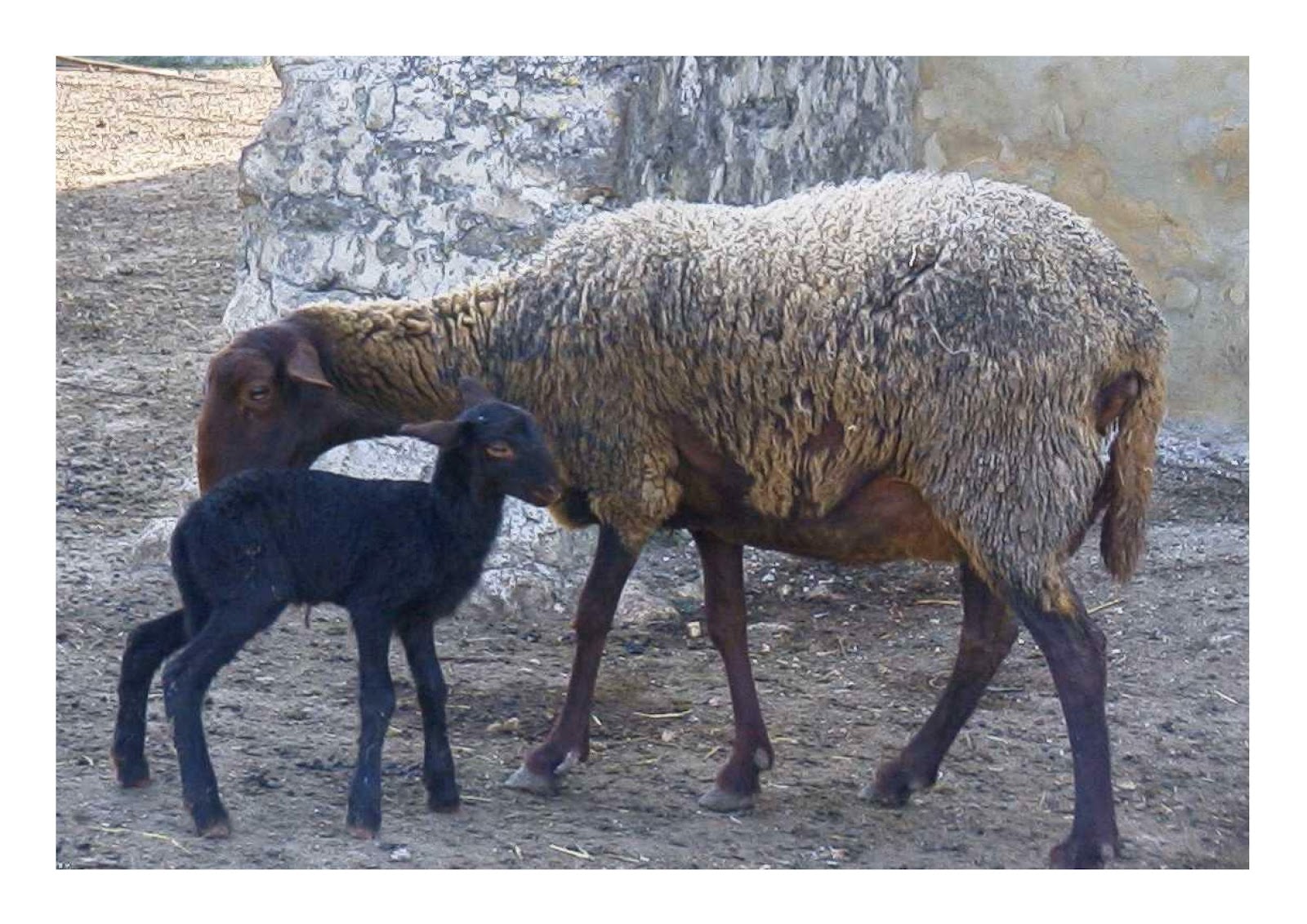 VIVE Y VISITA LAS TIERRAS DEL PALANCIA: LA OVEJA "GUIRRA" DE ESPADÁN ...