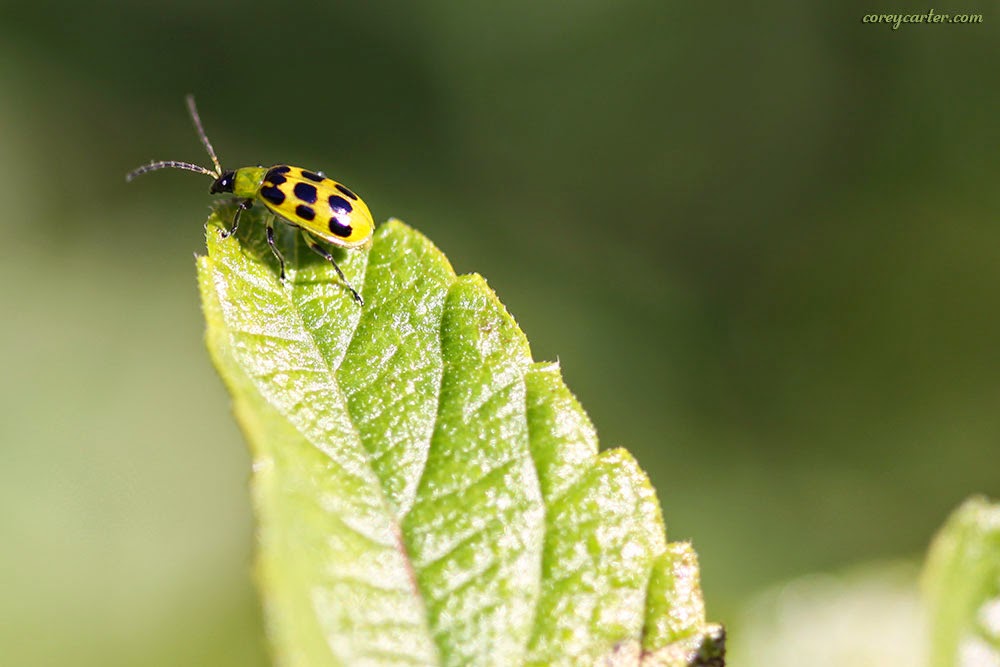 Green Ladybug Easy Guide And Identifying Them With Images