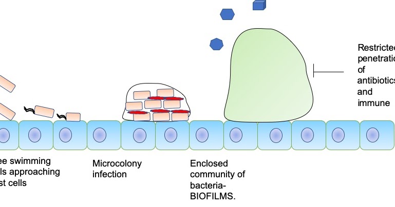 Biofilms Pseudomonas aeruginosa: Biofilm formation stages (Figure)