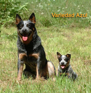 Razas de perros del mundo: Australian Cattle Dog