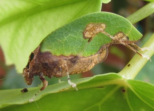 Insectos palo e insectos hoja