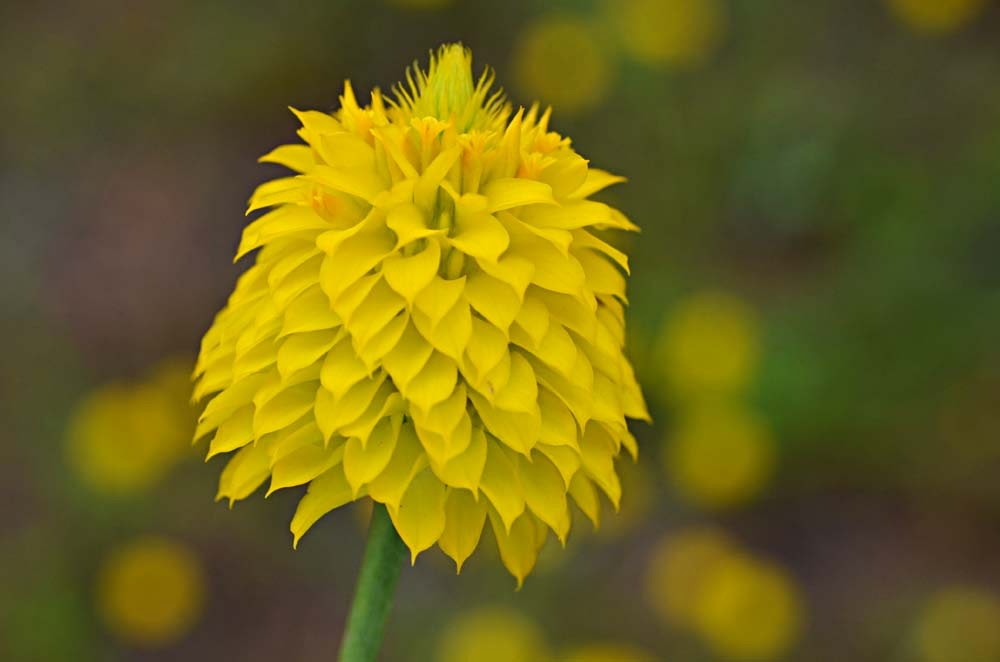 Space Coast Wildflowers: May 2013