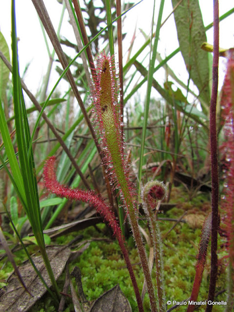 Droseras Brasileiras - Drosera villosa