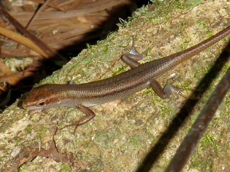 Saipan: Teaching, Living, & Recreation: Exploring Saipan's Jungle