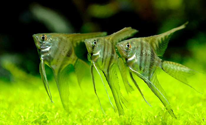 Aquário de Água Doce: Acará Bandeira - Pterophyllum scalare, P. altum e ...