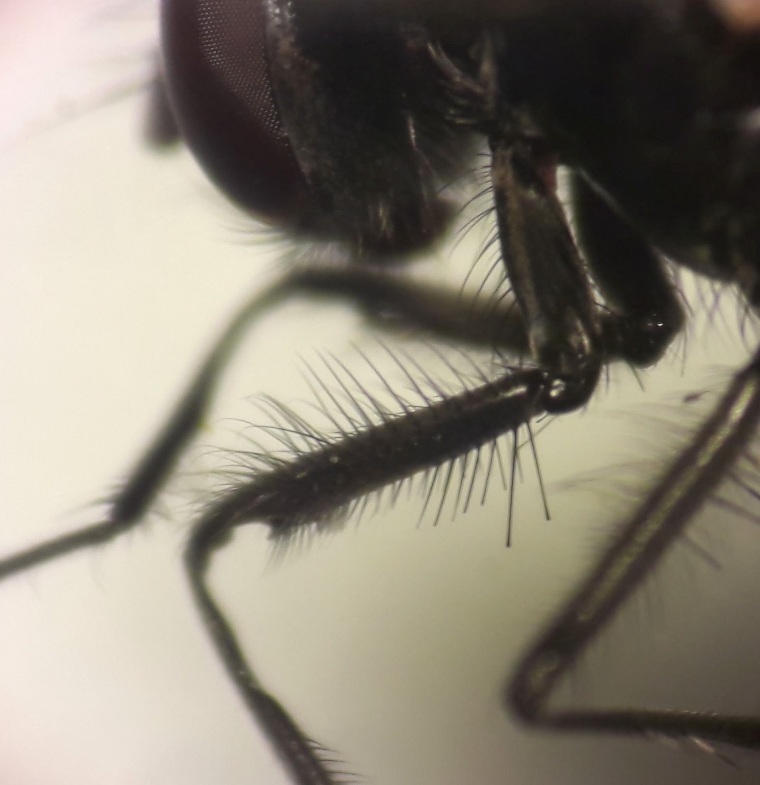 Flies of Fife: Hydrotaea at Cullaloe LNR