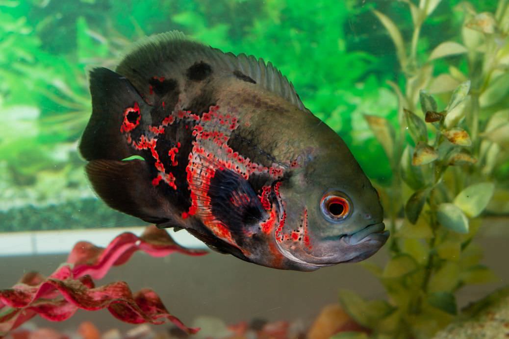 O Peixe Oscar - Origem e nome Popular - saiba mais