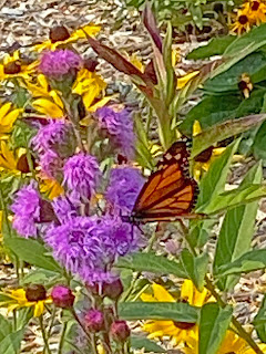 Over The Garden Gate: Monarch Waystations