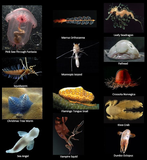 Life Explained - The Tommy Chronicles: Speaking of Weird Sea Creatures