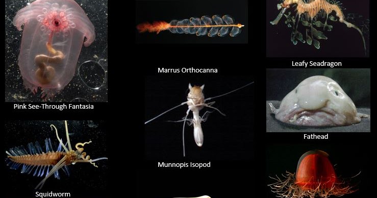 Life Explained - The Tommy Chronicles: Speaking of Weird Sea Creatures