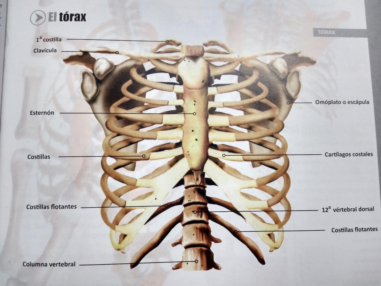 EL TÓRAX - Imagenes de Amor Bonitas