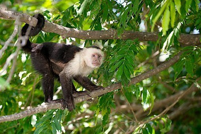 Capuchin monkey | The Life of Animals