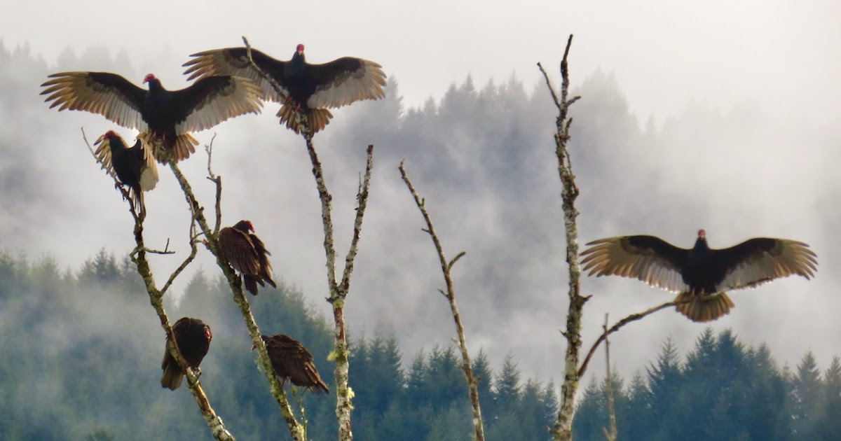 LuAnn Kessi: Solar Bathing.....Turkey Vultures