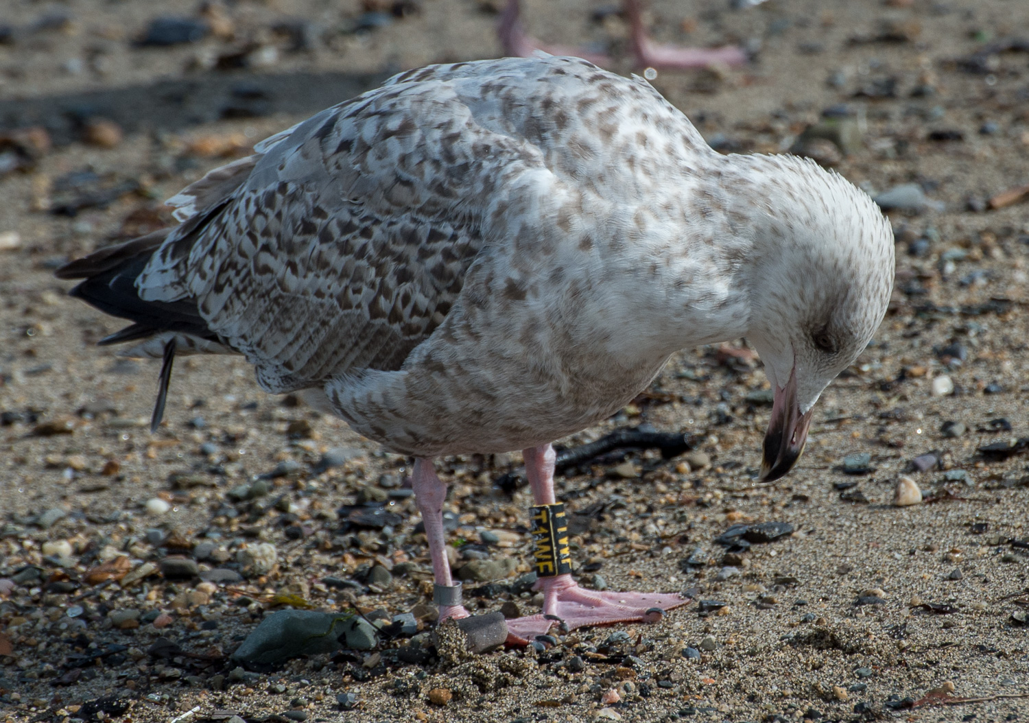 Colour ringed birds