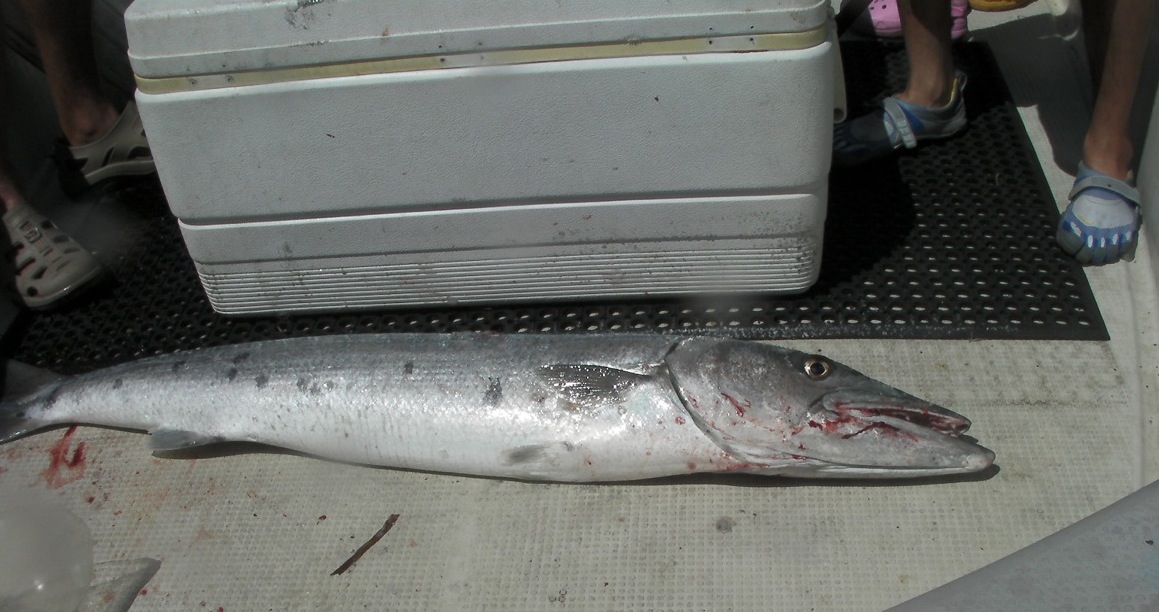 TopWaterGame: Fish Species that we Love - Barracuda