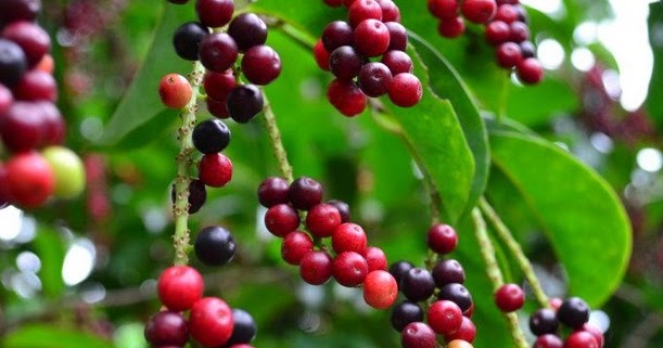 Buni Fruit Benefit ~ Benefit Of