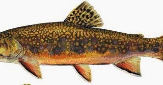 Pasiunea Pescuitului: Pastravul Fantanel