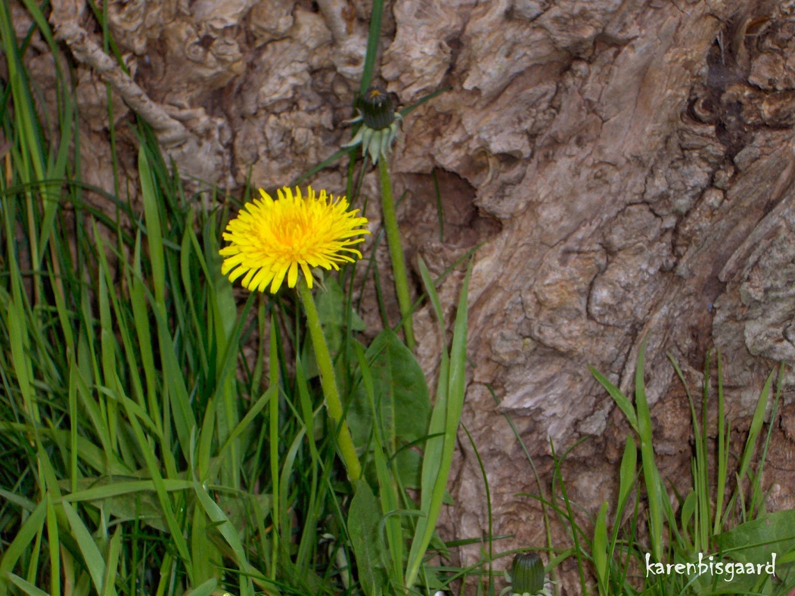 Karen`s Nature Photography: Single Dandelion Growing at Basement of ...