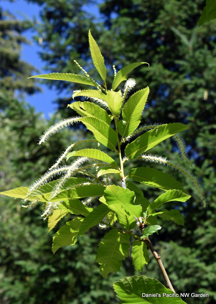 Daniel's Pacific NW Garden: Garden Updates. 6.26.2020