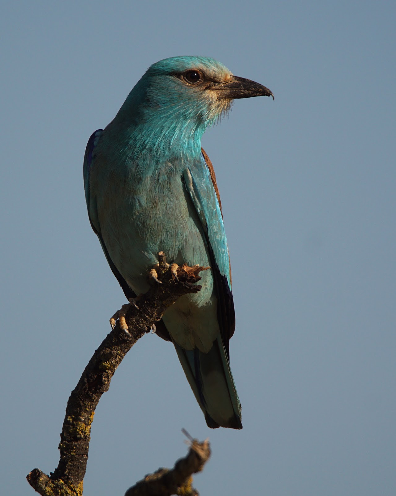 Pasión por las aves: Carraca europea,(Coracia garrulus)