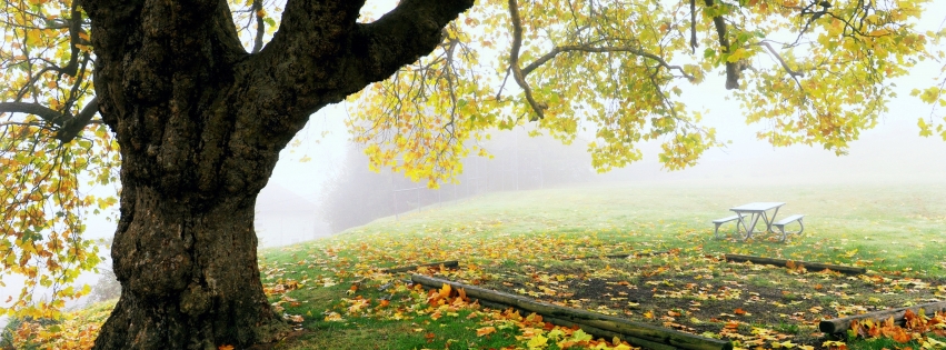 Tree Facebook Covers - Học tiếng nhật, java và mọi thứ