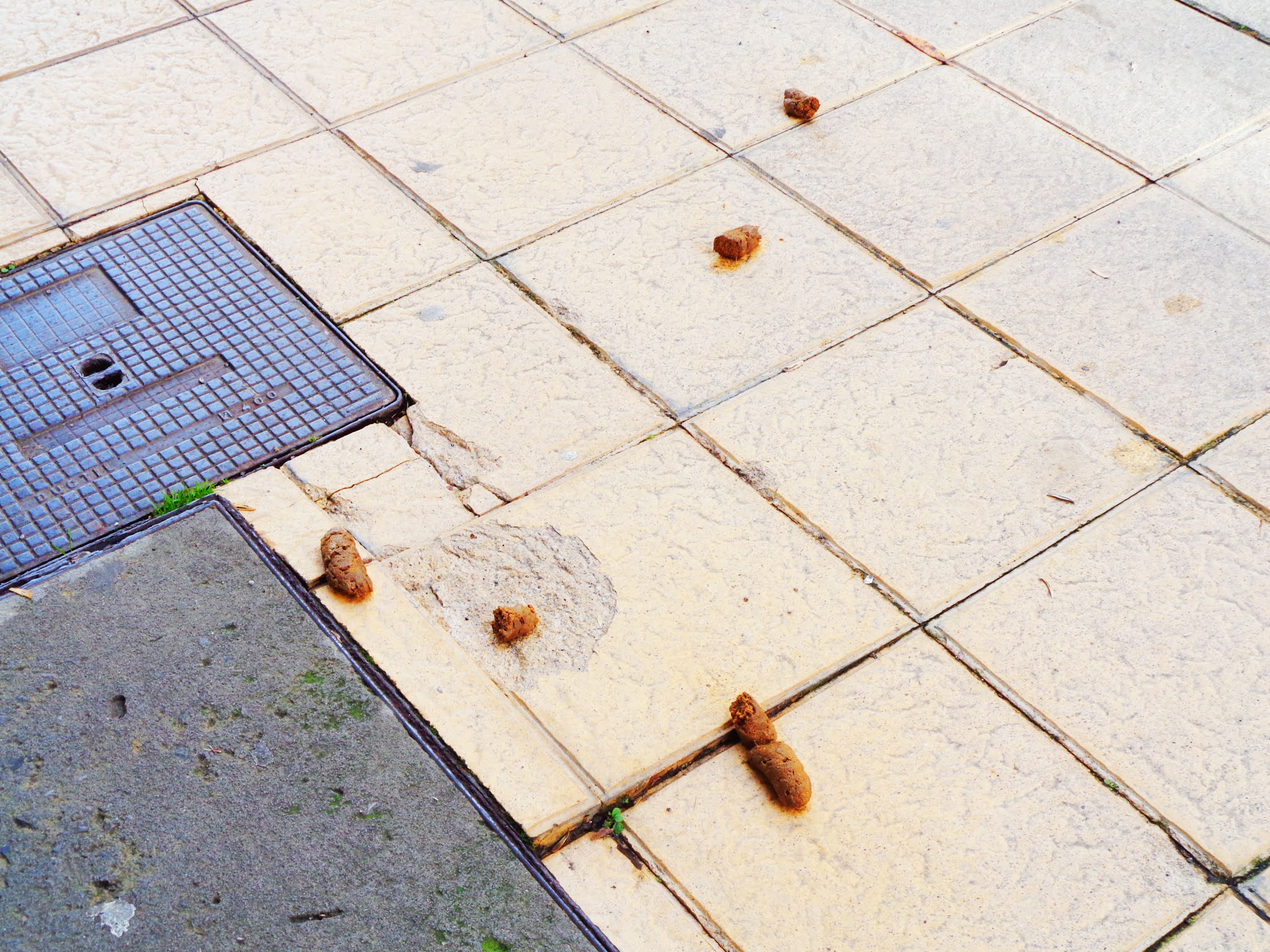 Un blog sobre Ampuero y otros lugares cercanos: Las cacas se descontrolan