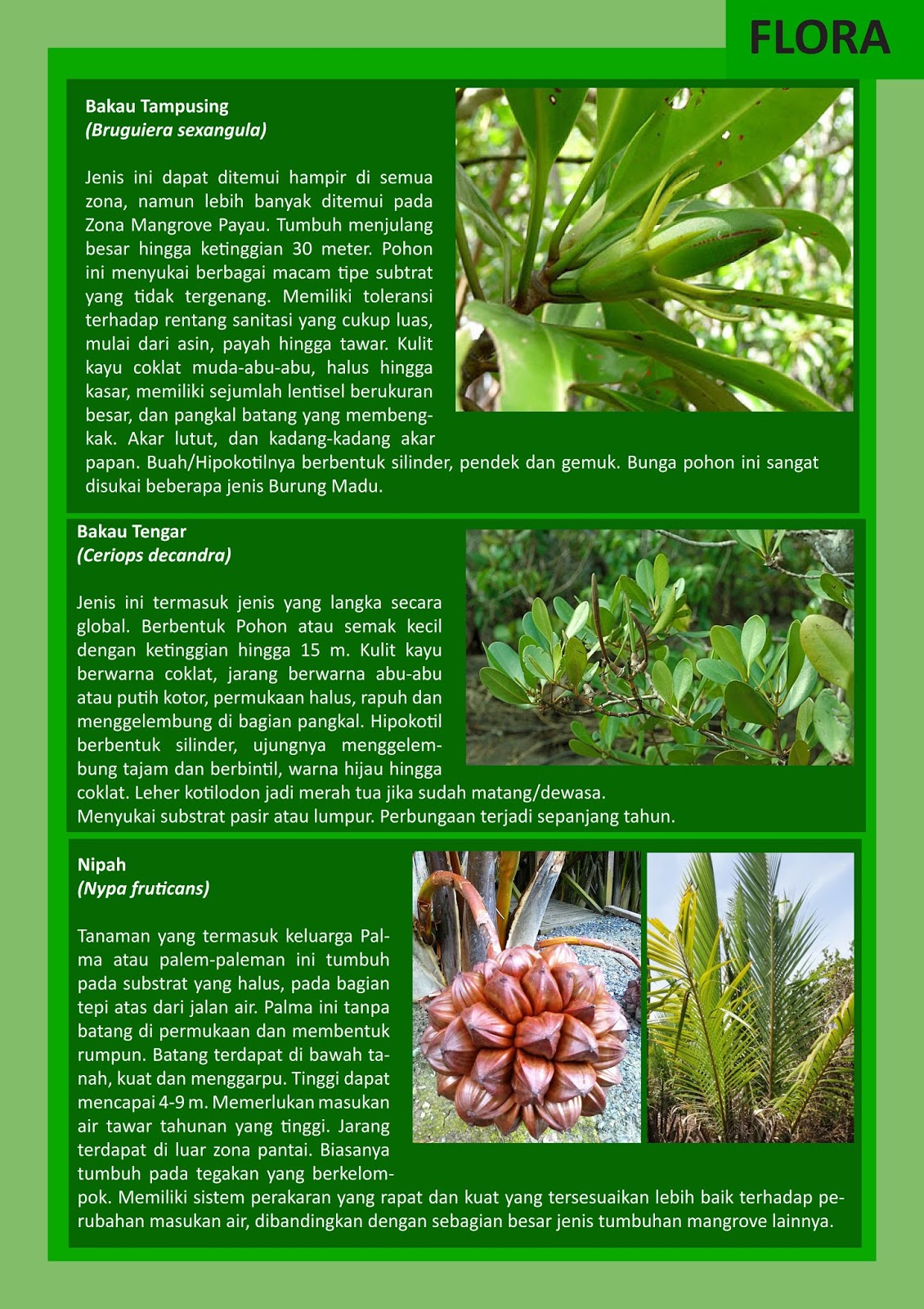 EKOWISATA MUNJANG MANGROVE: Flora