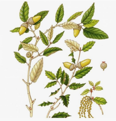 Ciclo da Azinheira III - Montalvam