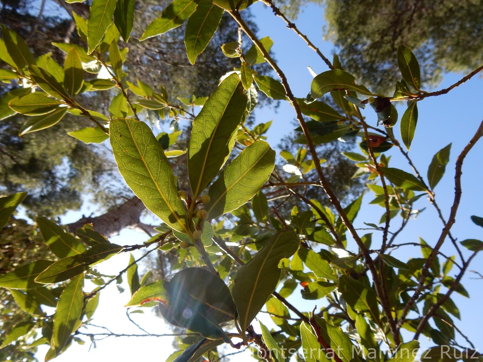 LAURUS NOBILIS - BOTÀNIC SERRAT