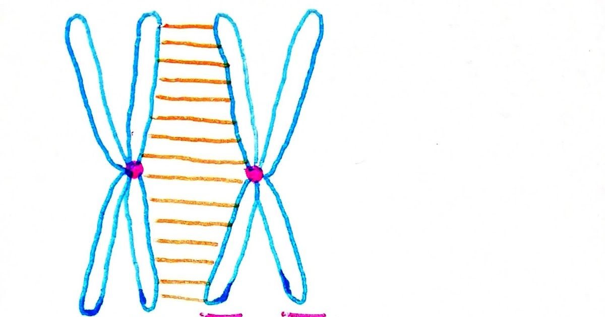 Crossing Over: Introduction and Mechanism