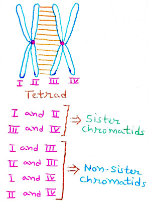 Cell Division - Meiosis