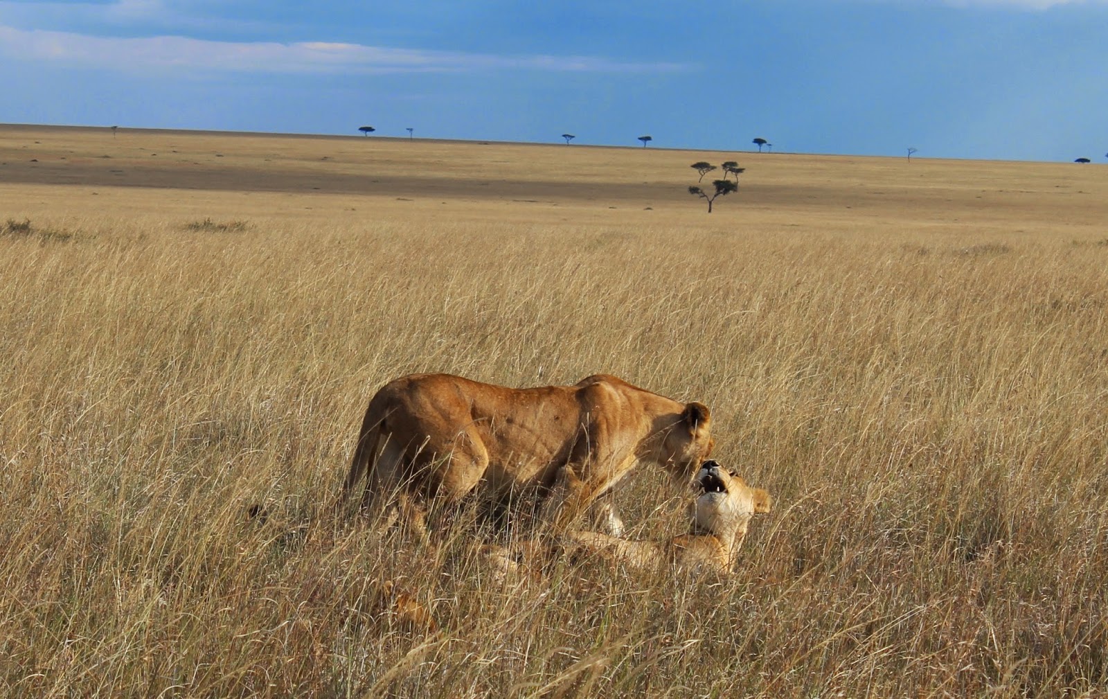 Souvenir Chronicles: AFRICA: MAASAI MARA LIONS (KENYA)