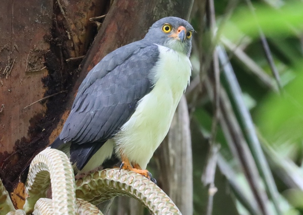 Bourbon, Bastards, and Birds.: Costa Rica Part V - Hotel Gavilan and ...
