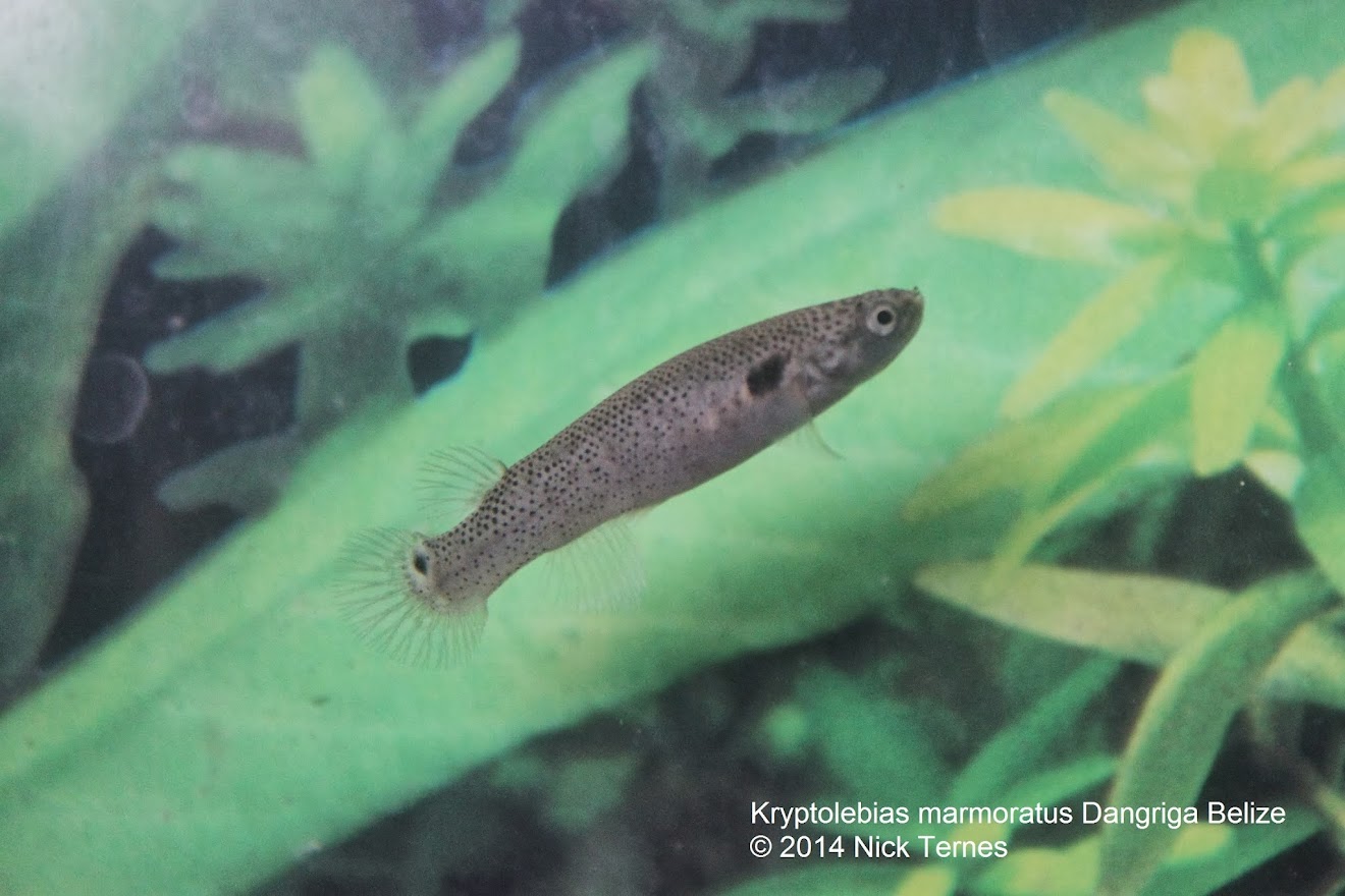 Elassoma zonatum - The Banded Pygmy Sunfish