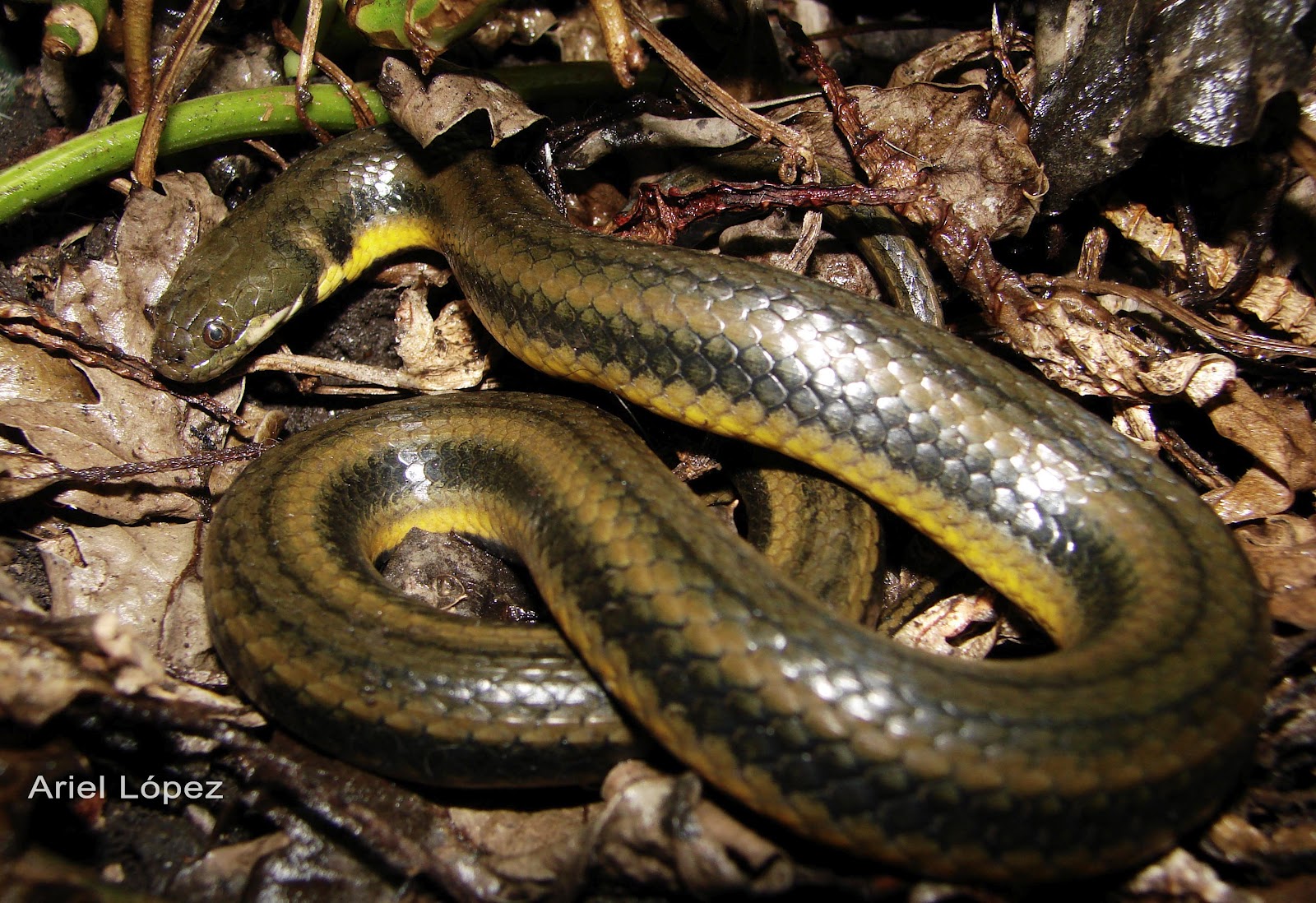 Herpetozona: Fichas de Reptiles