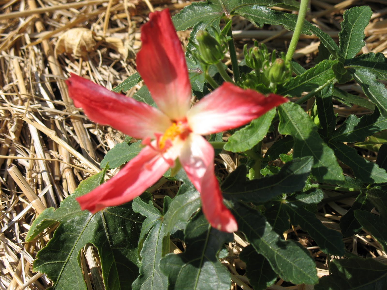 The Garden Heiress: Pink Okra! (Plus no water and too much heat)