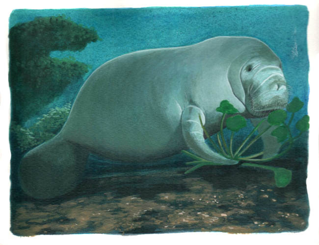 EL HERMOSO Y FABULOSO MANATI: EL HERMOSO Y FABULOSO MANATI