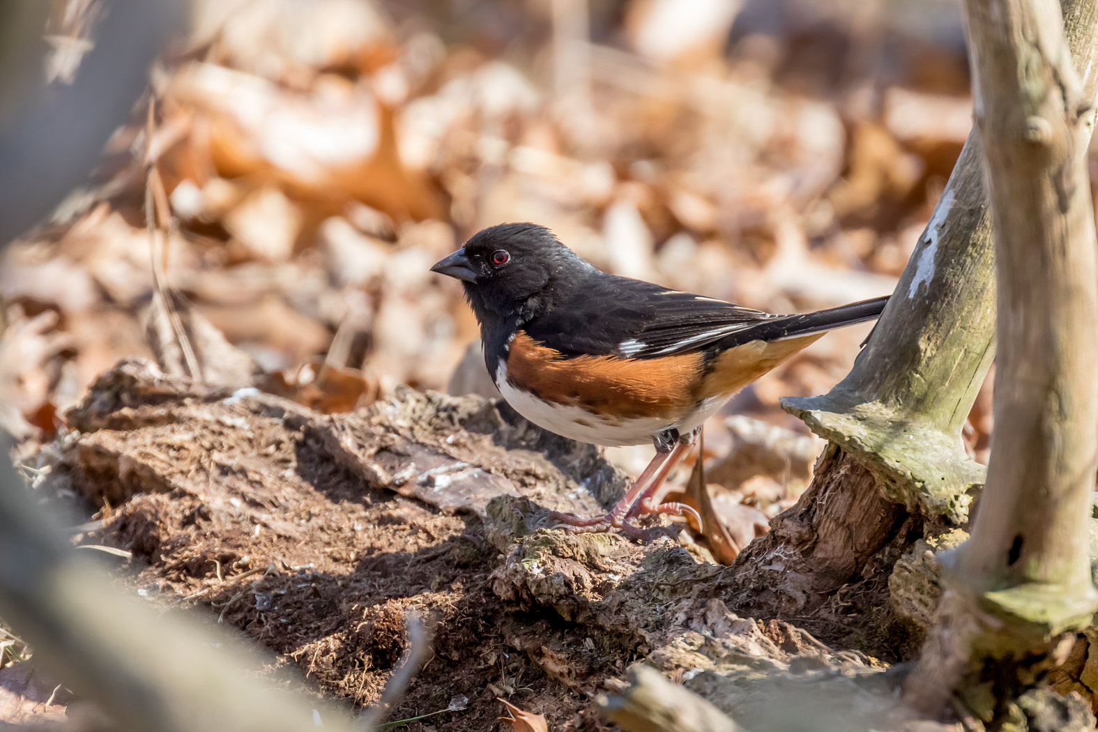 Eastern Towhee