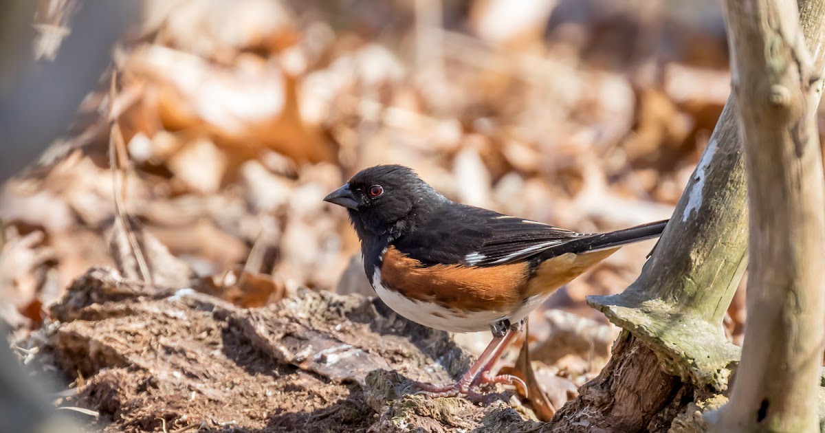 Eastern Towhee