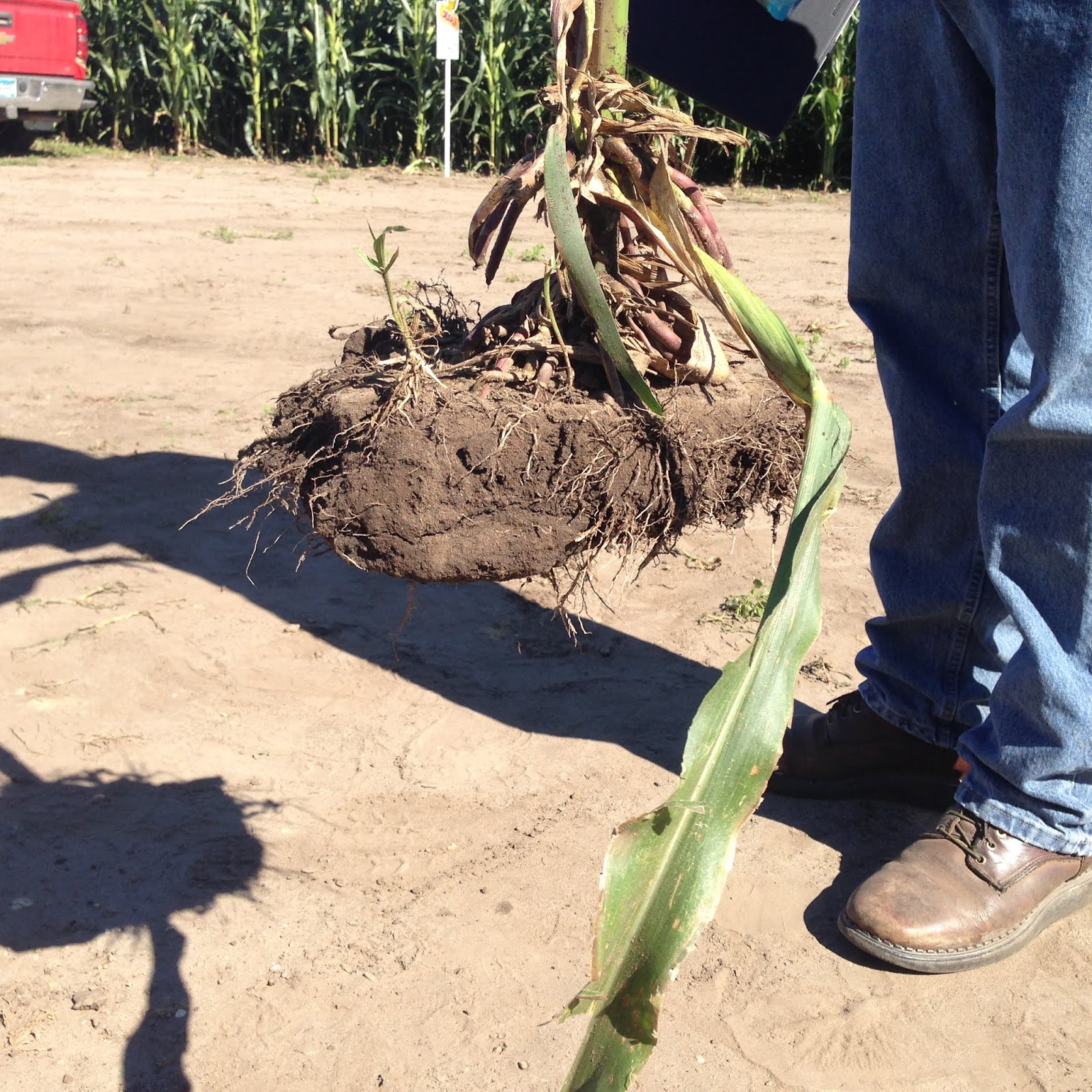 How soil compaction impacts fertilizer decisions