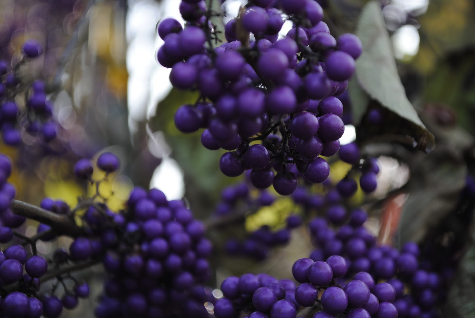 daily shot of fickle focus: snozberry, what's a snozberry?